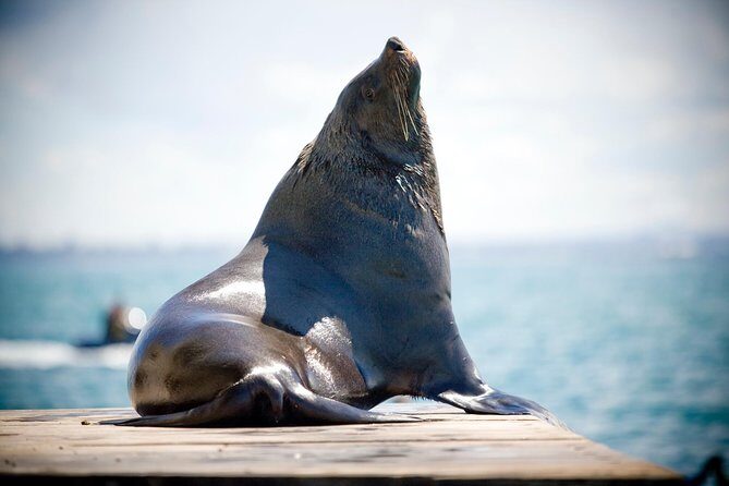 3-Hour Dolphin and Seal Sightseeing Cruise, operated with swim tour passengers - A Deep Dive into the Experience