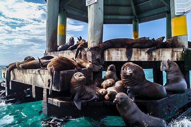 3-Hour Dolphin and Seal Sightseeing Cruise, operated with swim tour passengers - FAQ