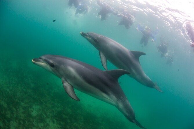 3 hour Dolphin and Seal Swim (NOV-APR) - FAQs