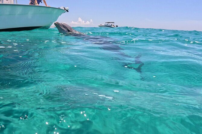 3 Hour Dolphin Tour and Snorkeling in Shell Island - The Sum Up