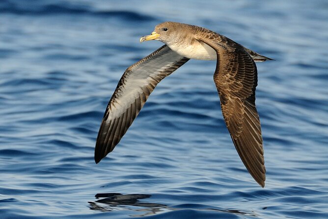 3-Hour Dolphin Watching at Sunset With Aperitif - Meeting and End Point Details