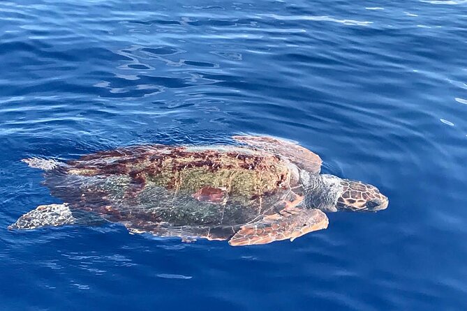 3-Hour Dolphin Watching at Sunset With Aperitif - Booking and Cancellation Policy