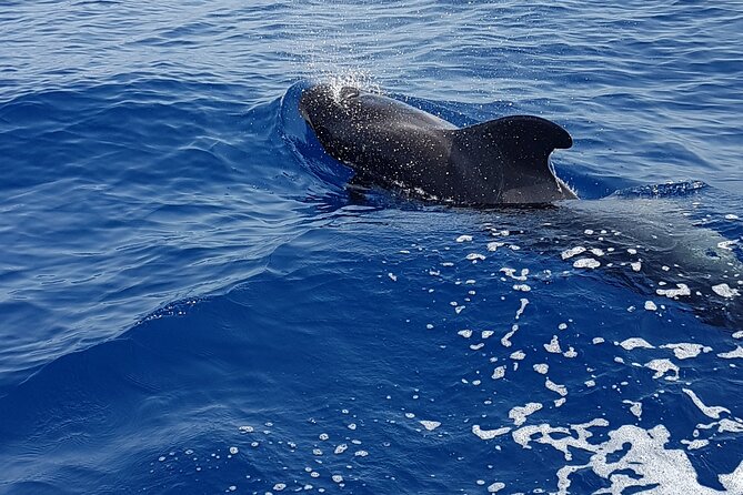 3-Hour Excursion to Puerto Colón Adeje to See Whales - What to Expect on the Excursion