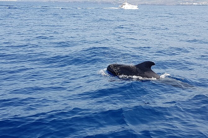3-Hour Excursion to Puerto Colón Adeje to See Whales - Onboard Experience and Activities