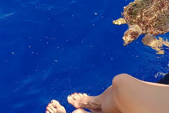 3-Hour Excursion to Puerto Colón Adeje to See Whales - Marine Life Sightings and Encounters