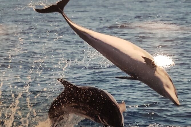 3-Hour Excursion to Puerto Colón Adeje to See Whales - Accessibility and Inclusion