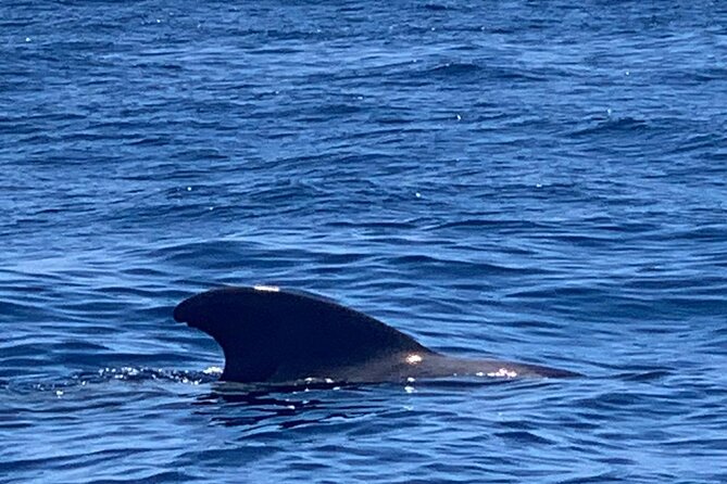 3-Hour Excursion to Puerto Colón Adeje to See Whales - Customer Feedback and Ratings