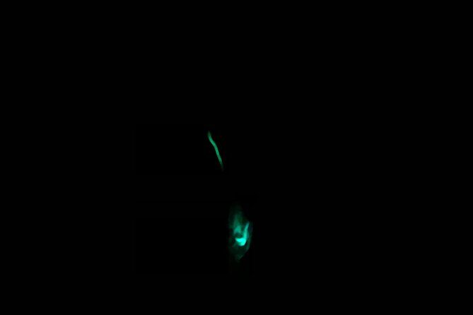 3 hour Glow Worm Sunset Cruise from Providenciales - What to Expect on the Cruise