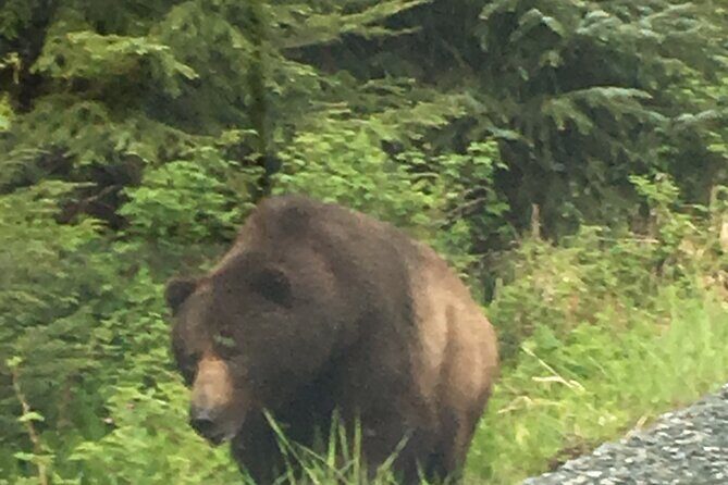 3 Hour Guided Driving Tour in Hoonah Alaska - Final Thoughts