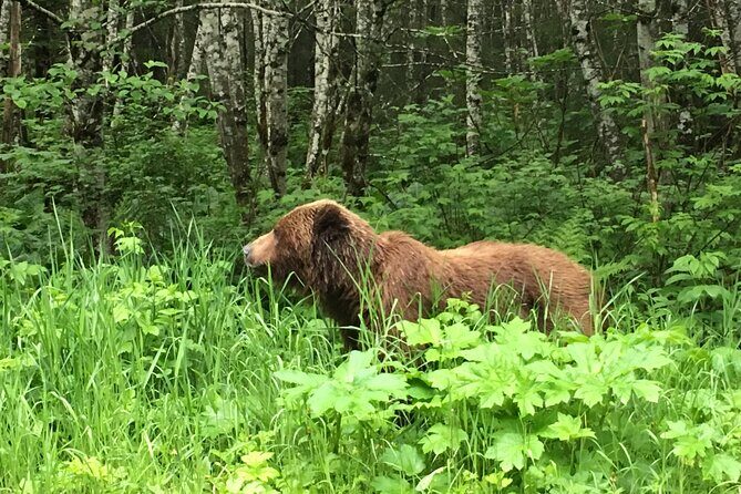 3 Hour Guided Driving Tour in Hoonah Alaska - FAQ