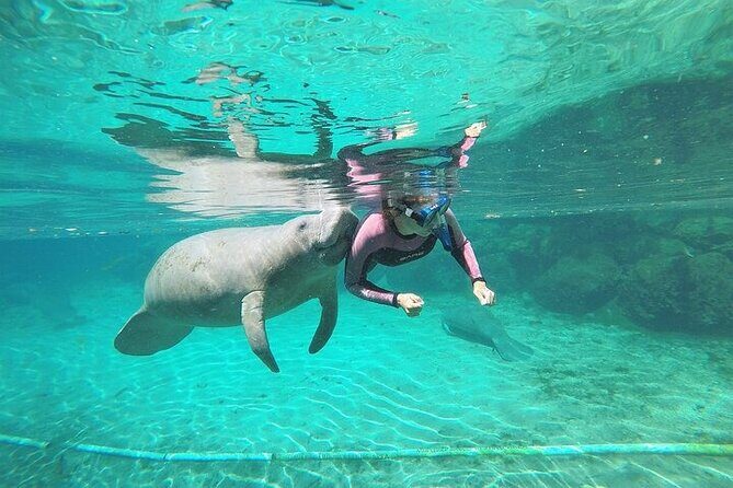 3 Hour Guided Manatee Snorkel - The Honest Considerations