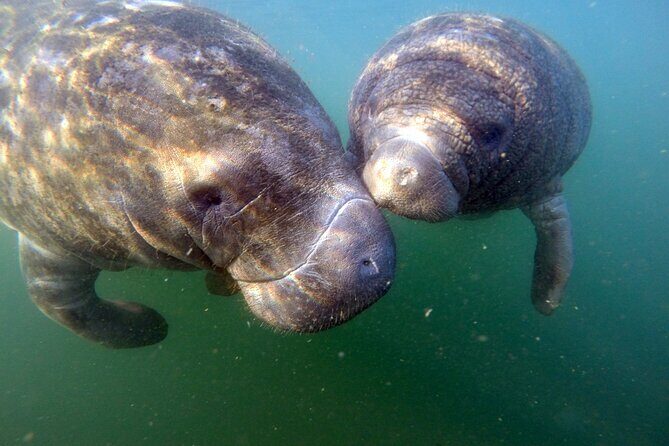 3 Hour Guided Manatee Snorkel - The Sum Up