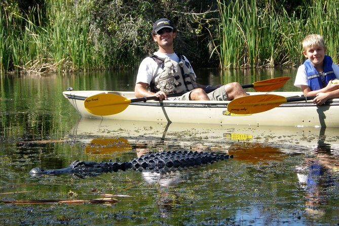 3 Hour Guided Mangrove Tunnel Kayak Eco Tour - Introduction