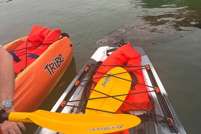 3 Hour Guided Single Kayak Adventure - Exploring Crystal River and the Manatee Habitat