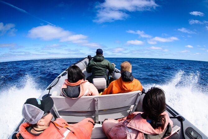 3-Hour Guided Whale and Dolphin Watching Experience in San Diego - An Authentic Marine Adventure in San Diego