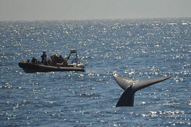 3-Hour Guided Whale and Dolphin Watching Experience in San Diego - FAQ