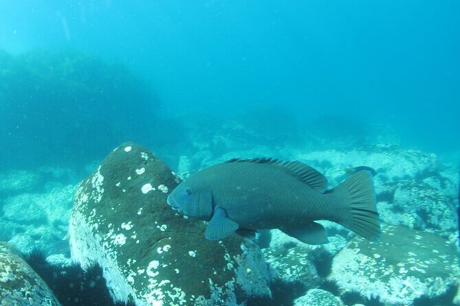 3-Hour Kayak and Snorkeling Experience in Batemans Bay - Key Points
