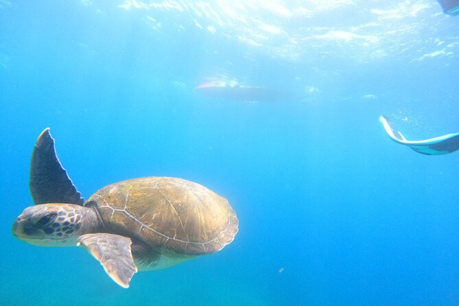 3 Hour Kayak and Snorkeling Experience in Tenerife - Participant Restrictions and Considerations