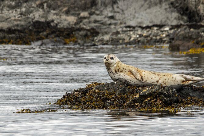 3 Hour Kayaking Tours from Friday Harbor - An Introduction to the Experience