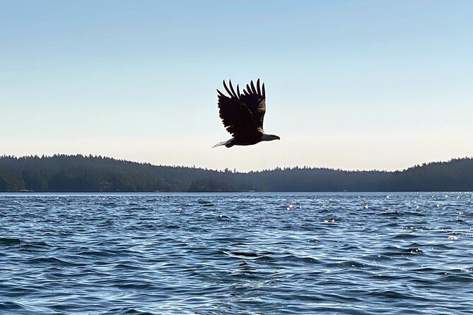 3 Hour Kayaking Tours from Friday Harbor - Who Will Find This Tour Valuable?