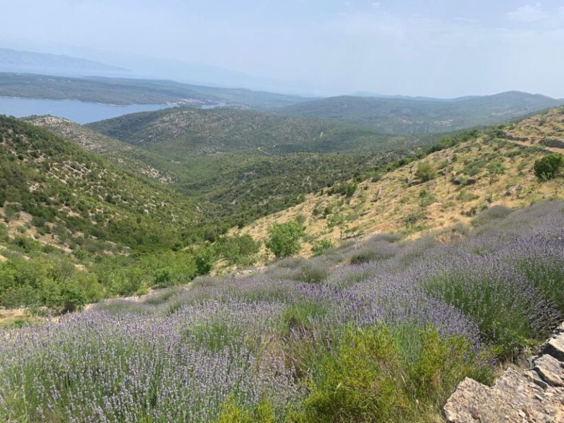 3-Hour Lavender Tour from Hvar - Who Will Love This Tour