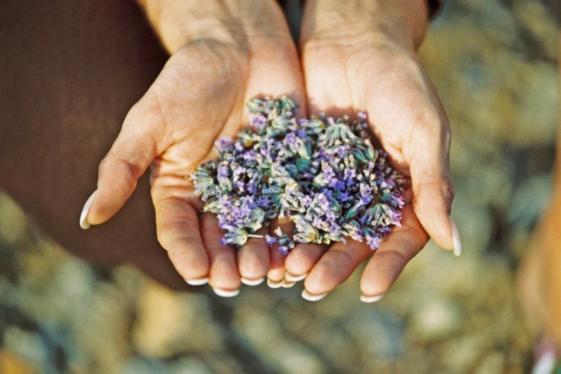 3-Hour Lavender Tour from Hvar - Final Thoughts