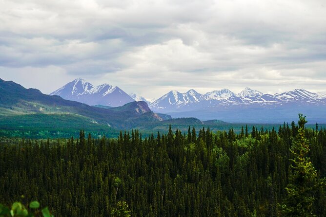 3 Hour Naturalist Walking Tour in Denali National Park - Guide Performance and Participant Feedback