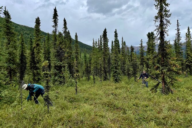 3 Hour Naturalist Walking Tour in Denali National Park - Booking Information and Cancellation Policy