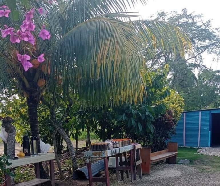 3-Hour Panoramic Tour of Punta Cana with Artisan Market - Pricing and Value