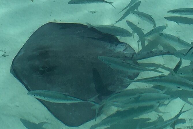 3 Hour Private Snorkeling in Marathon Florida - Pricing and Value