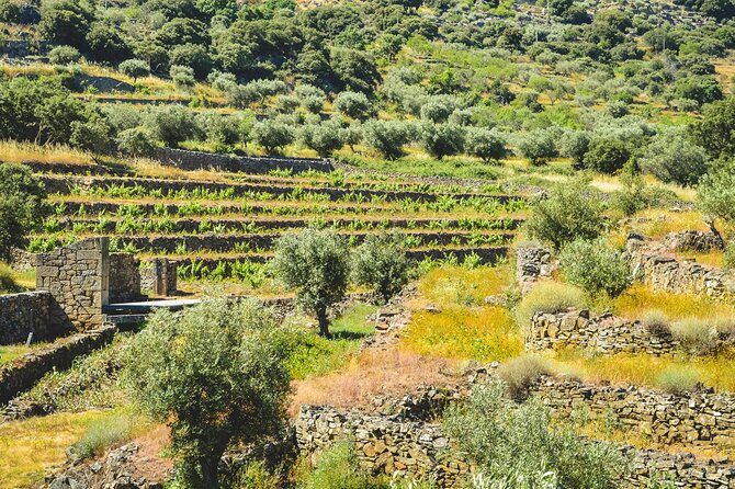 3-Hour Private Wine Tasting in Quinta da Vineadouro with Lunch - A Closer Look at the Experience