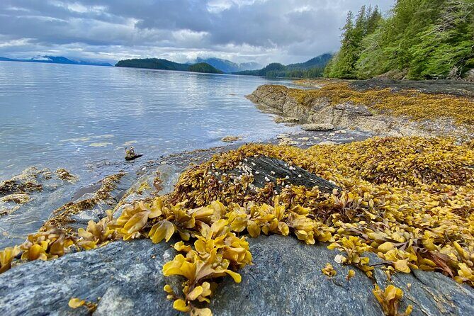 3-Hour Rainforest, Beach & Wildlife Walk - The Sum Up