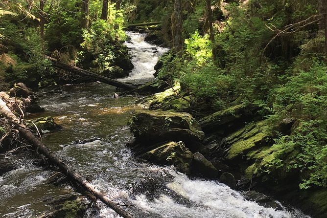 3 Hour Rainforest Walk & Totem Park Wild Wolf Tours - Scenic Photo Opportunities