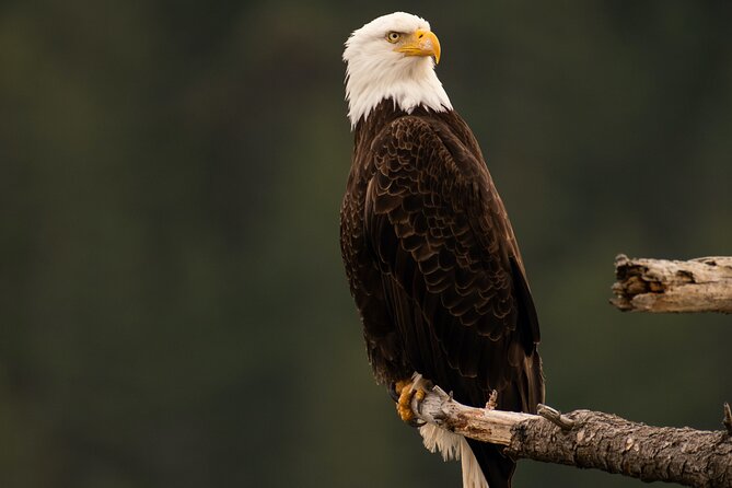 3-Hour Sea Kayak Tour in the San Juan Islands - Frequently Asked Questions