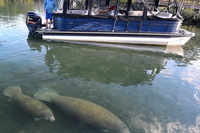 3 Hour See Crystal River Wildlife Safari Boat Cruise - Introduction: A Closer Look at the Crystal River Wildlife Safari Boat Cruise