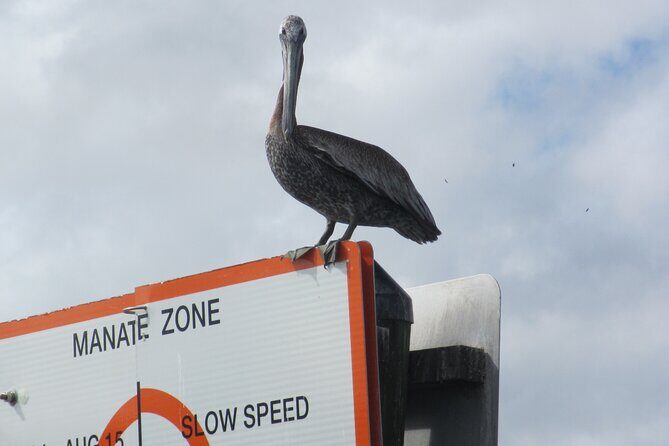 3 Hour See Crystal River Wildlife Safari Boat Cruise - Key Points