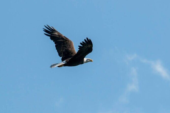 3 Hour See Crystal River Wildlife Safari Boat Cruise - Authentic Insights from Past Travelers