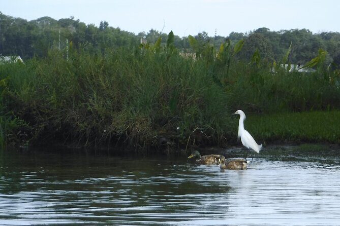 3 Hour See Crystal River Wildlife Safari Boat Cruise - Who Will Love This Tour?