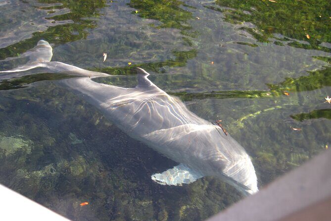 3 Hour See Crystal River Wildlife Safari Boat Cruise - FAQs