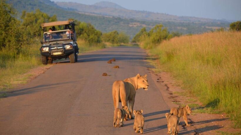 3-Hour Shared Game Drive in Pilanesberg National Park - Introduction