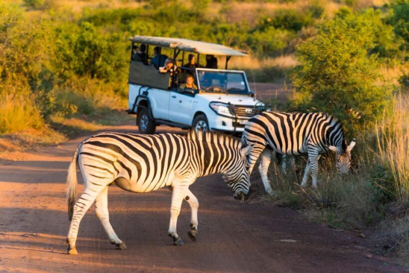 3-Hour Shared Game Drive in Pilanesberg National Park - Key Points