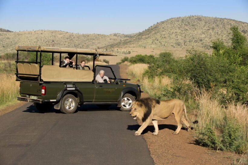 3-Hour Shared Game Drive in Pilanesberg National Park - What Really Makes This Tour Stand Out