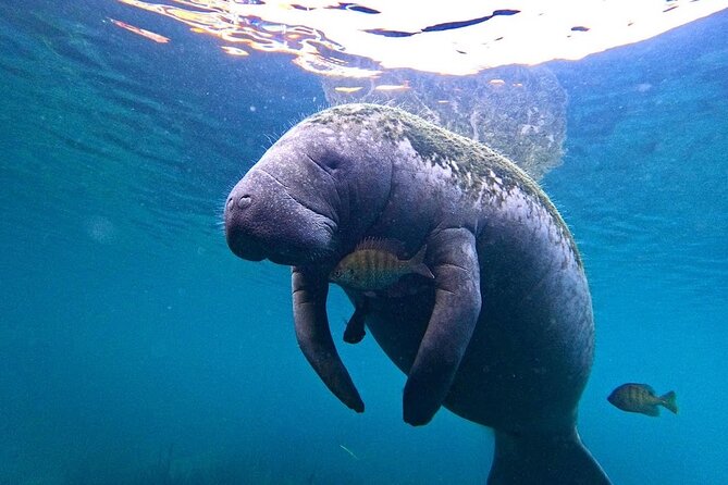3-Hour Small Group All-Inclusive Manatee Swim with Photo Package - What to Expect from the 3-Hour Manatee Swim