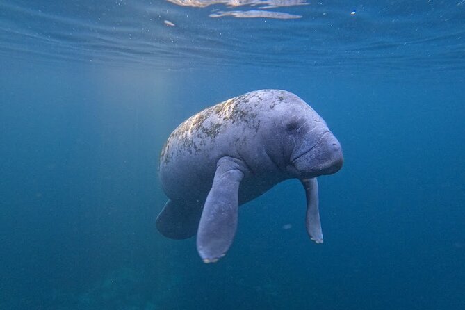 3-Hour Small Group All-Inclusive Manatee Swim with Photo Package - Analyzing the Value