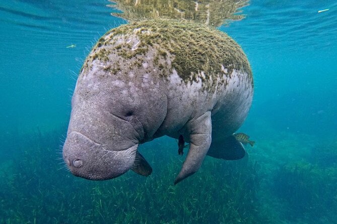 3-Hour Small Group All-Inclusive Manatee Swim with Photo Package - Who Should Consider This Tour?
