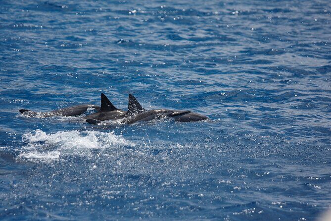 3-Hour Small-Group Maalaea Luxury Snorkel Cruise Tour - Final Thoughts: Is This the Right Tour for You?