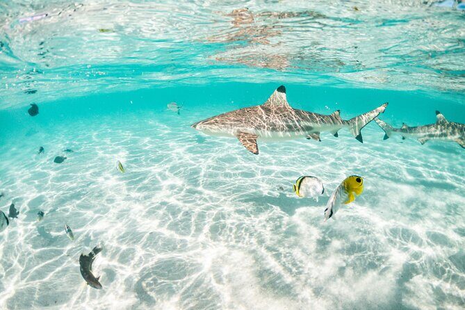 3-Hour Snorkeling Tour - FAQ