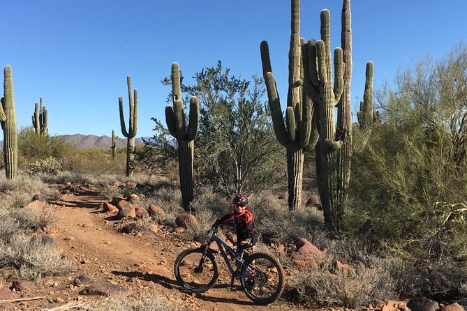 3 Hour Sonoran Desert Private Guided Mountain Bike Tour - Tour Details
