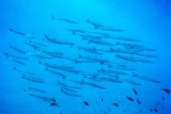 3-Hour Try Scuba Private Guided Sea Baptism from Palermo - Practical Details and Tips