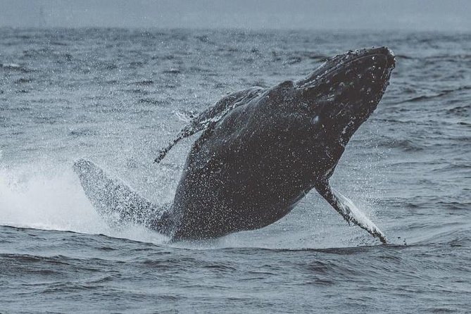 3-Hour Whale Watching Tour from Monterey - The Itinerary and Highlights